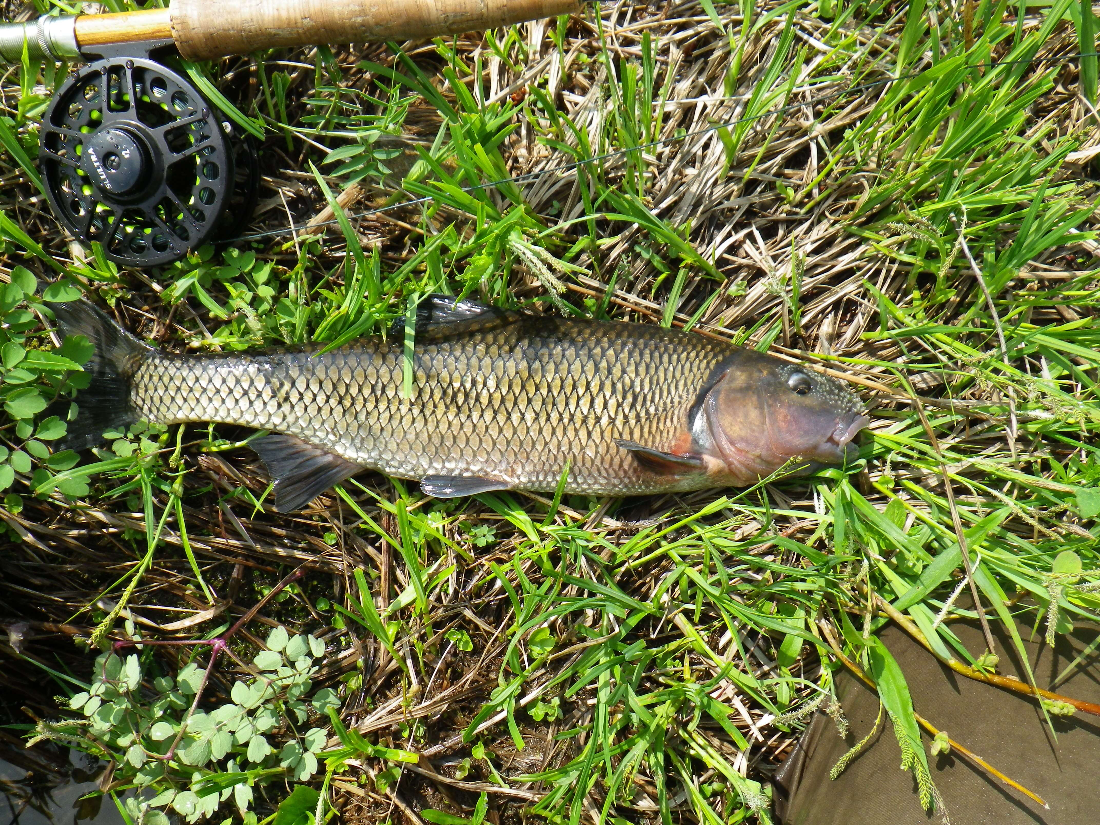 Roach River | Peterson's Guide Service